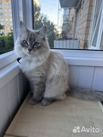 Невская маскарадная кошечка в добрые руки