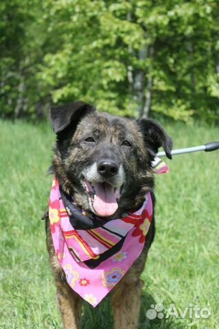 Собака в дар