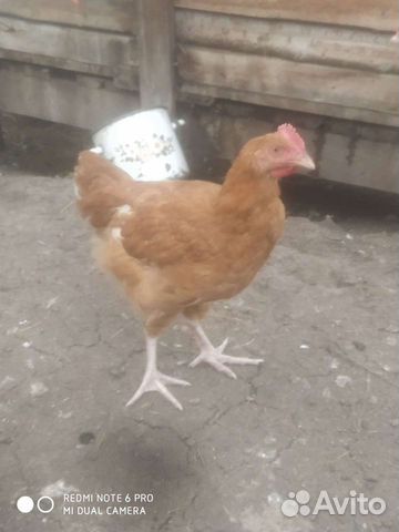 Петушки породистые