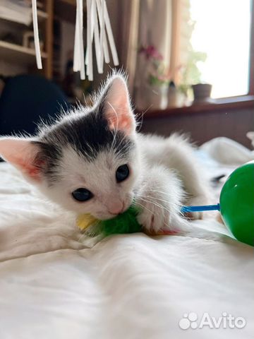 Кроха котёнок мальчик 1,5 мес