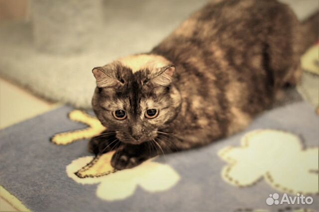 Чара, кошка в дар, в добрые руки