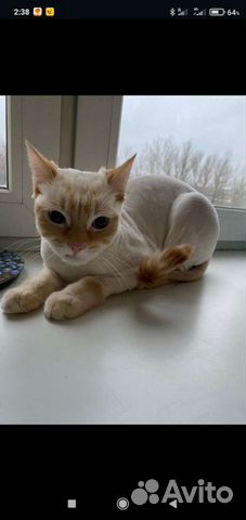Кошка в дар бесплатно