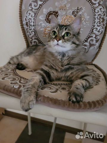 Пушистая стерилизованная молодая кошка