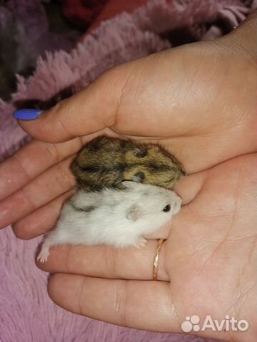 Джунгарский хомяк