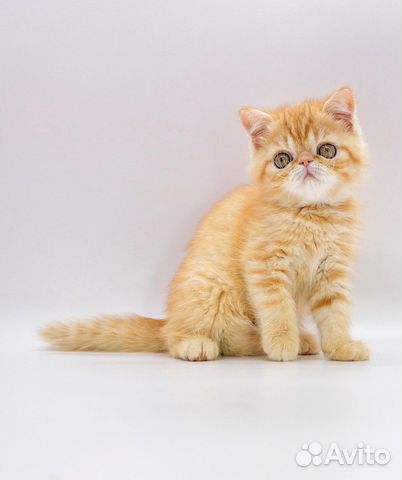 Экзотический мальчик 2 месяца