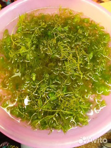 Роголистник (ёлочка)