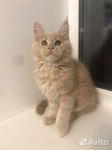 Умная, породная, с документами. Хотите такую