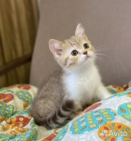 Нежная девочка