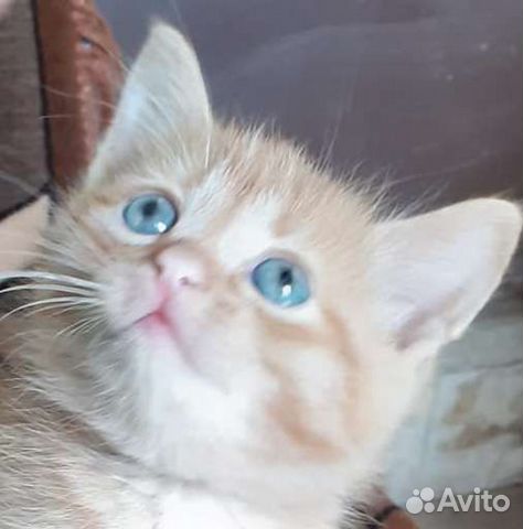 Милый рыжик