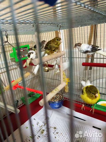 Кенара и канарейки