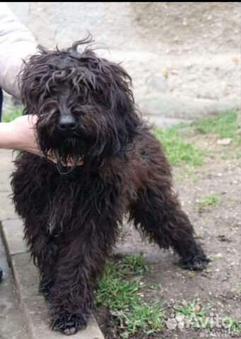 Сеня ищет дом