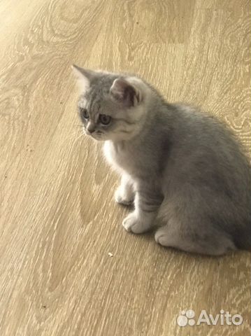 Британские котята