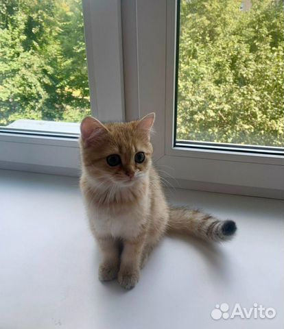 Британская золотая шиншилла