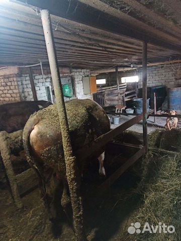 Продаются бычки