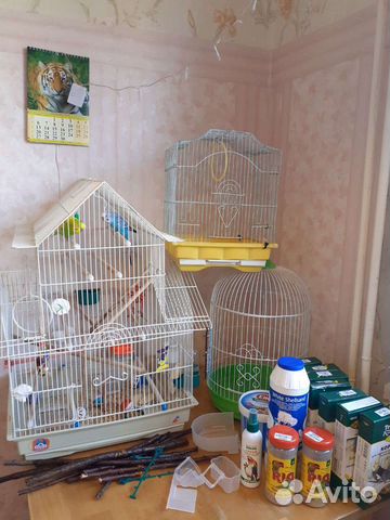 Попугаи, клетки и прочее