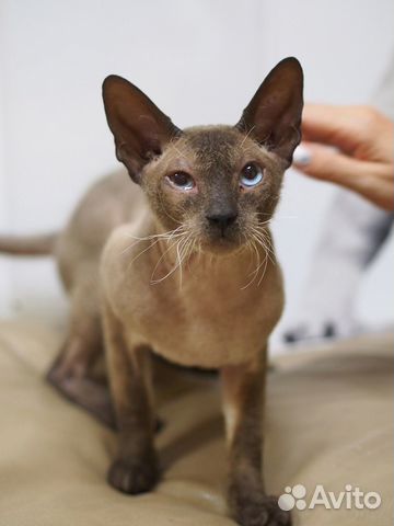 Необычный кот ищет дом