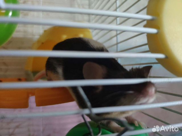 Домашние мыши