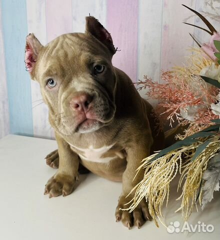 Американский булли