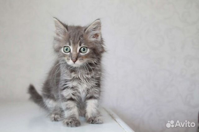 Пушистые котята 2 месяца