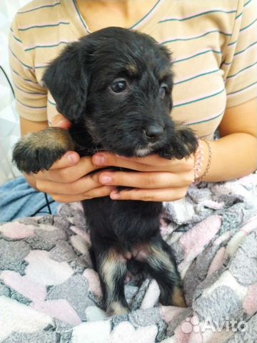 Щенок 2 месяца добрым хозяевам