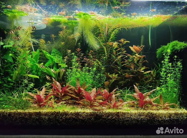 Авариумные растения