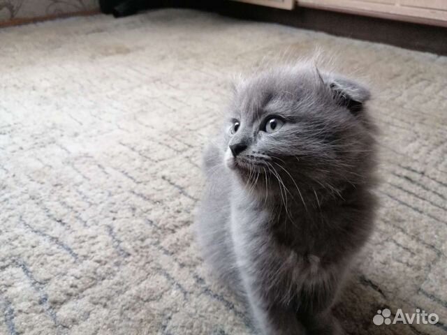 Котёнок