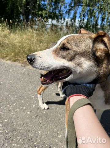 Собака ищет хозяина