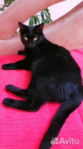 Стерилизованная, привитая Элис ищет дом