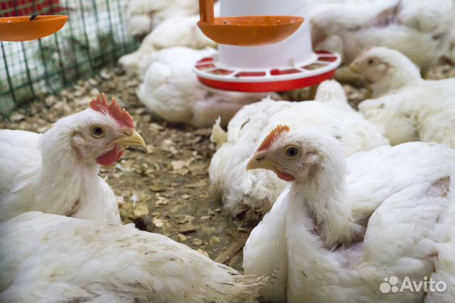 Цыплята-бройлеры живым весом