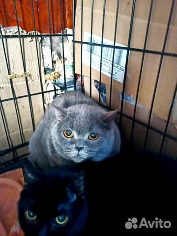 Британки Снежинка и Плюша жлут спасения из клетки