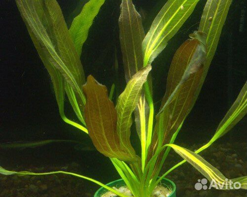 Аквариумное растение эхинодорус уругвайский