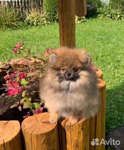 Мини шпиц мальчик