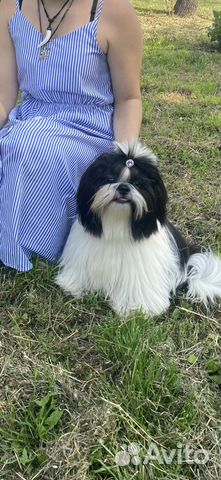 Подросток породы ши-тцу