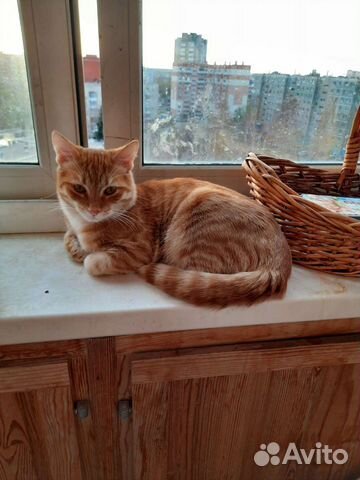 Кот в добрые руки