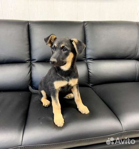 Щенки левретки 4 мес