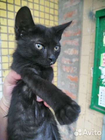 Котенок