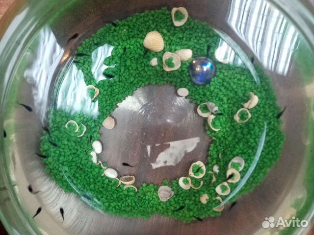 Мальки Малинезии, Пицилии и Гуппи