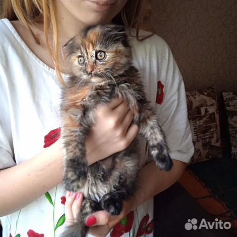 Отдам котенка в добрые руки породистые