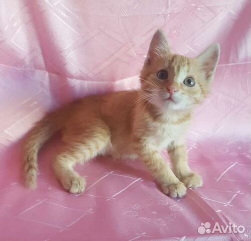 Маленькая Злата ищет дом