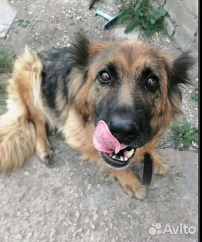 Немецкая овчарка