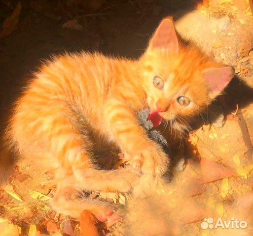 Котята рыжие солнышки в добрые руки бесплатно