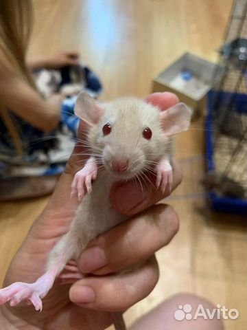 Крыса дамбо