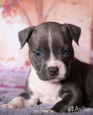 Голубой щенок амстафф