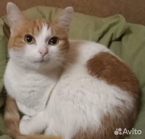 Кошка по кличке Лисичка