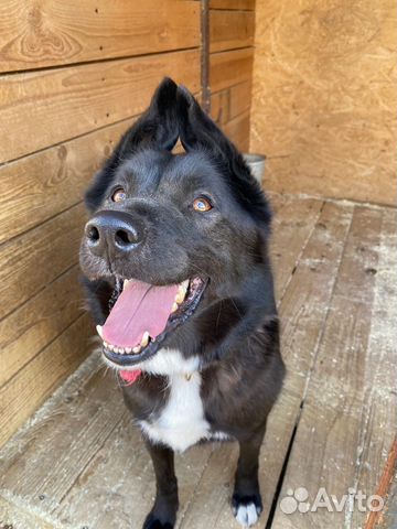 Собака со смешными ушами ищет дом