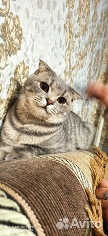 Шотландский вислоухий кот на вязку