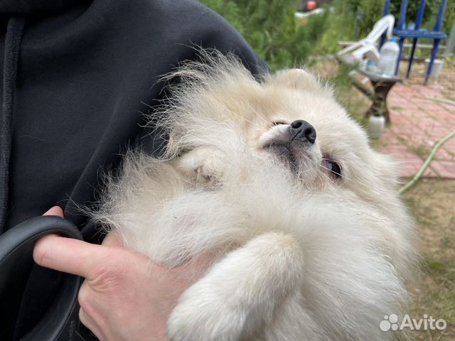 Померанский шпиц, малый миниатюрный шпиц