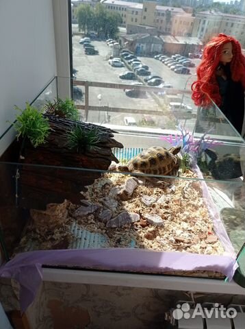 Сухопутная черепаха +террариум