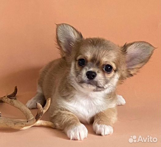 Яркое солнышко для вас