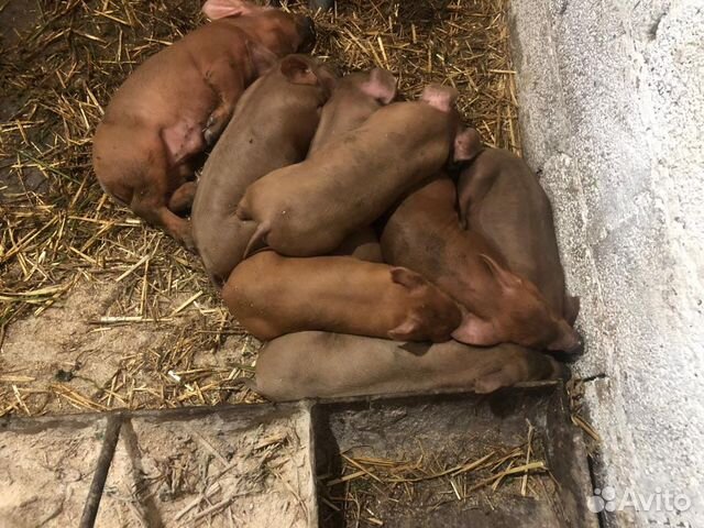Поросята Дюрок чистокровные